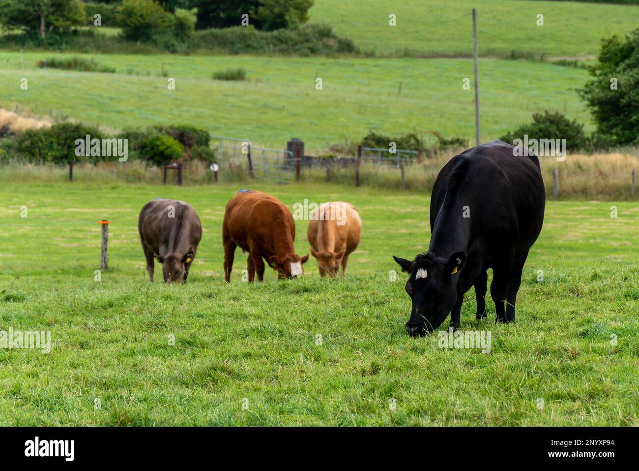 A cows on a pasture on a summer. Livestock on free grazing. Livestock ...