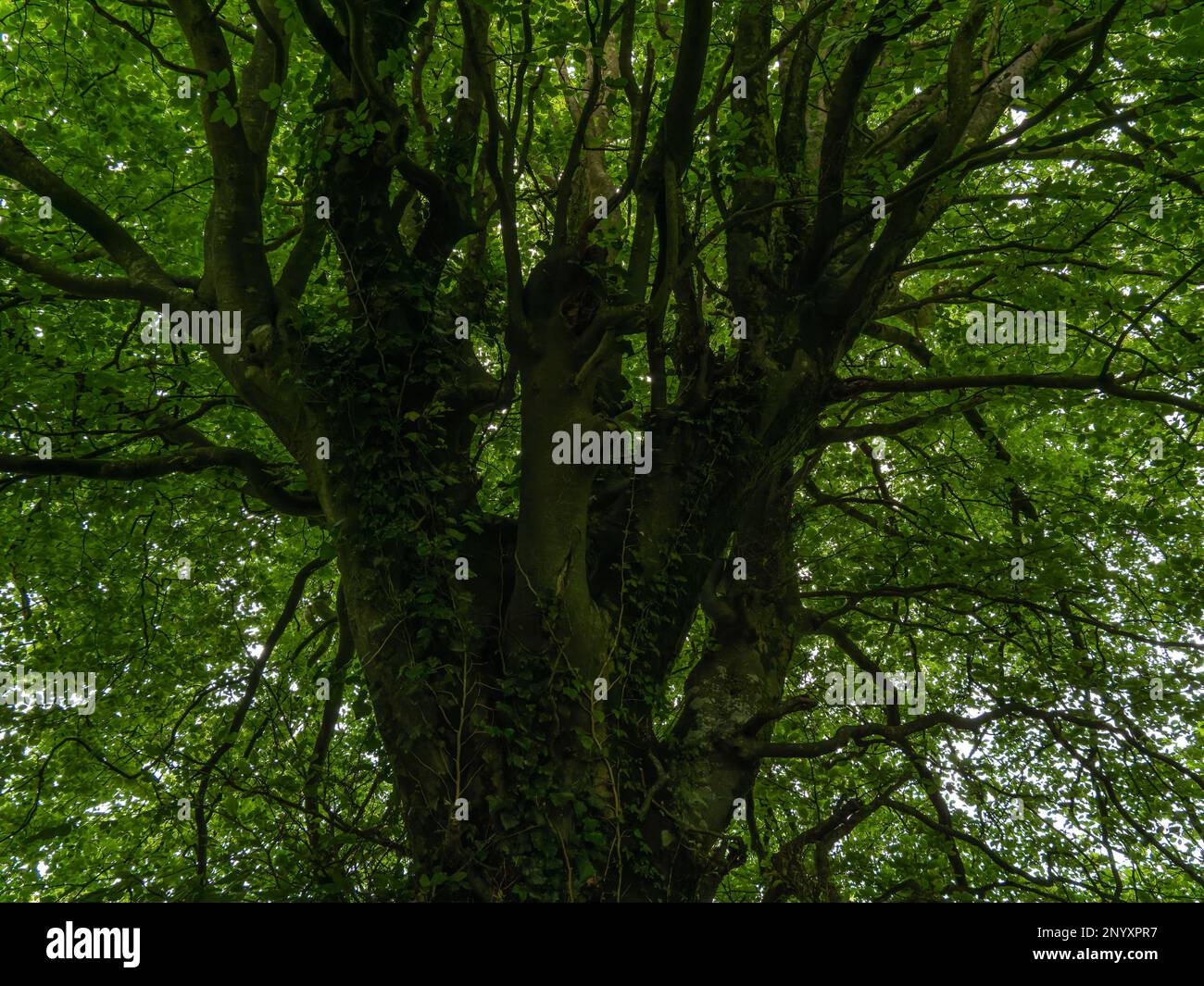 A beautiful branching tree with green foliage. The top of a deciduous ...