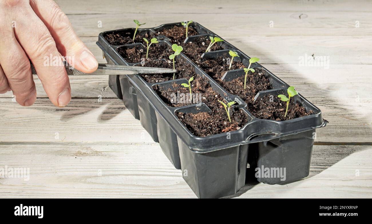 Growing microgreens. A hand with tweezers is planting young plant ...