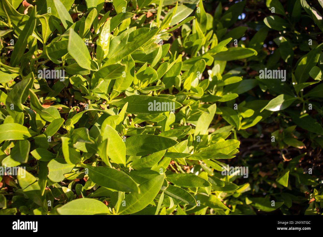 Tropical hedge plant hi-res stock photography and images - Alamy