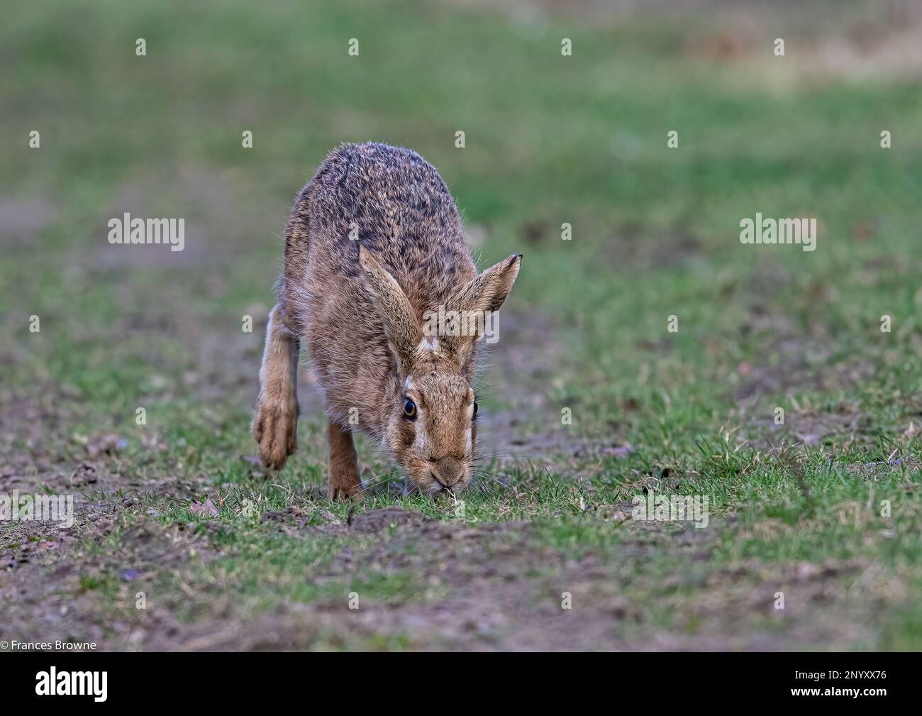 A wild Brown Hare ( Lepus europaeus) looking at the camera An intimate shot showing it's huge ...