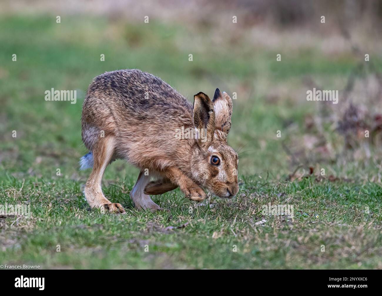 Huge brown eyes hi-res stock photography and images - Alamy