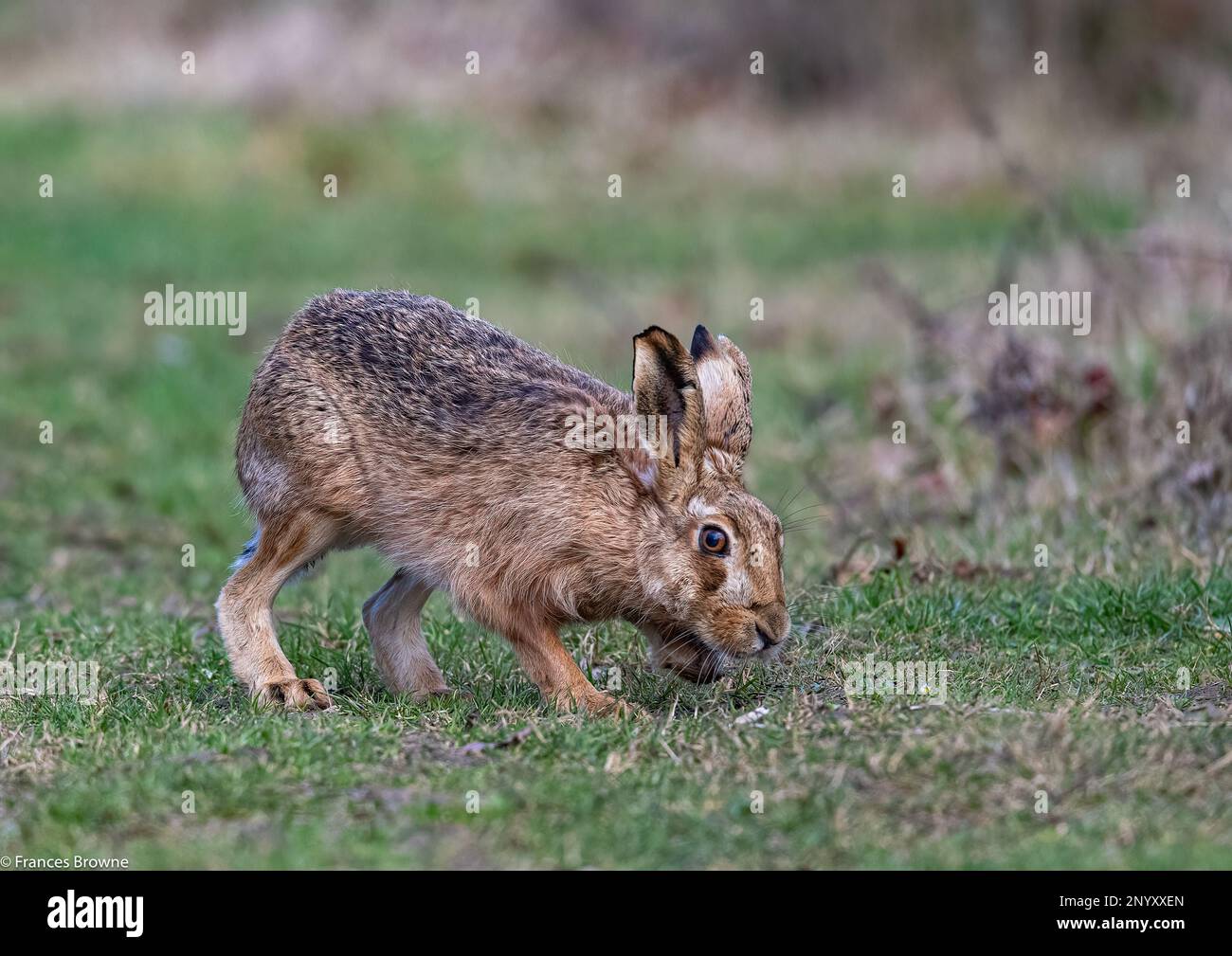 A wild Brown Hare ( Lepus europaeus) looking at the camera An intimate ...