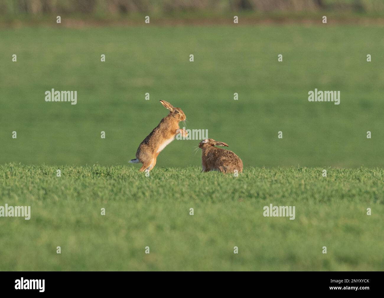 Mad March Hares. Brown Hares ( Lepus europaeus) exhibiting boxing ...