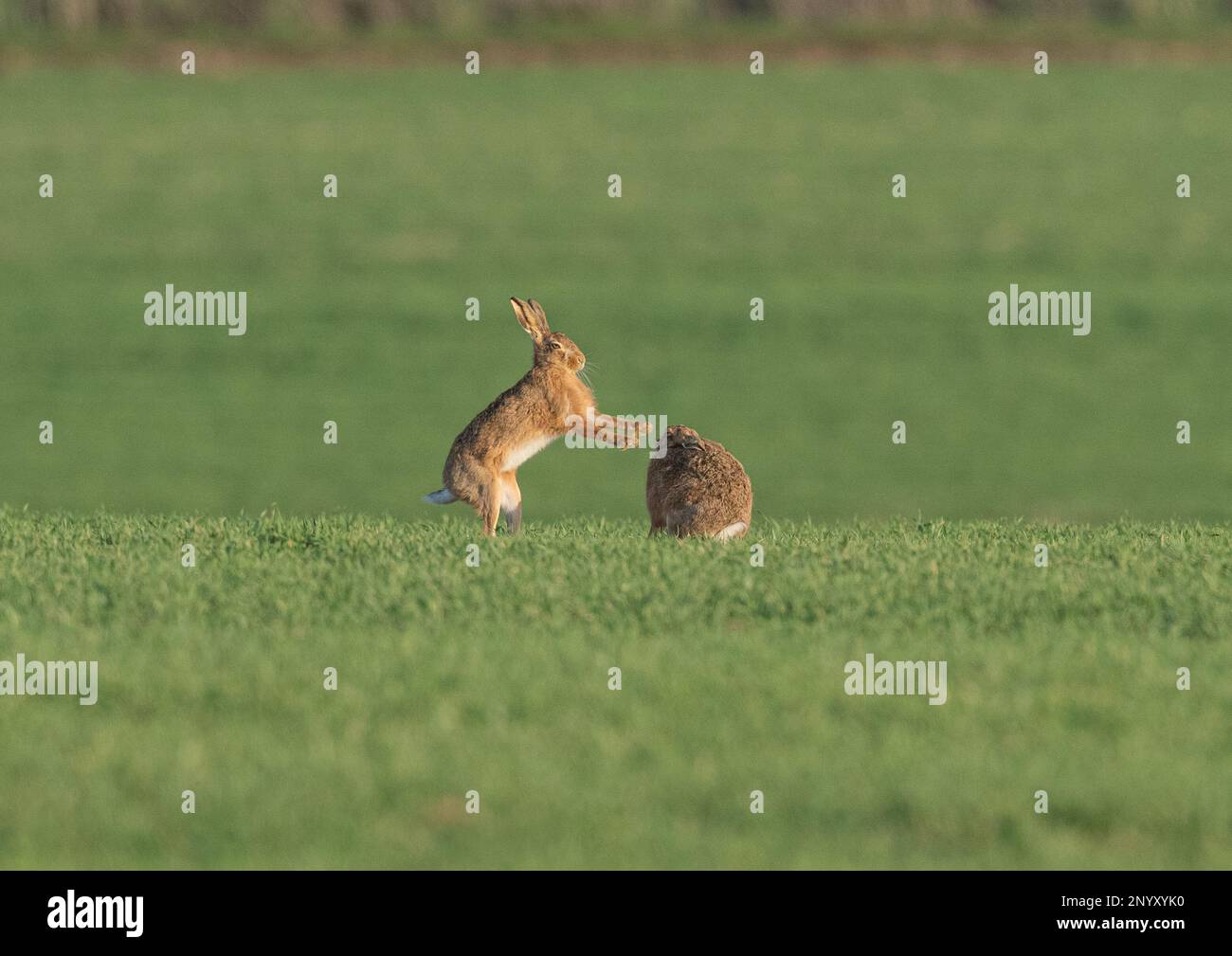 Mad March Hares. Brown Hares ( Lepus europaeus) exhibiting boxing ...