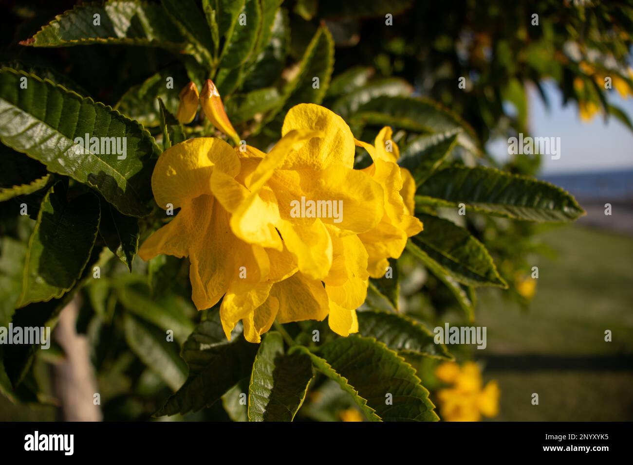 close up of the flowers of Yellow trumpetbush (Tecoma stans Stock Photo ...