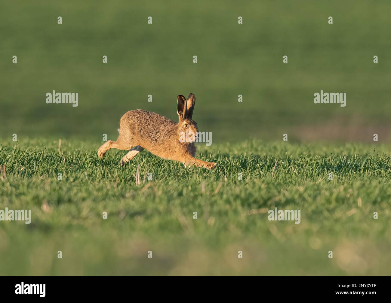 A Brown Hare ( Lepus europaeus) accelerating across the farmers crop ...