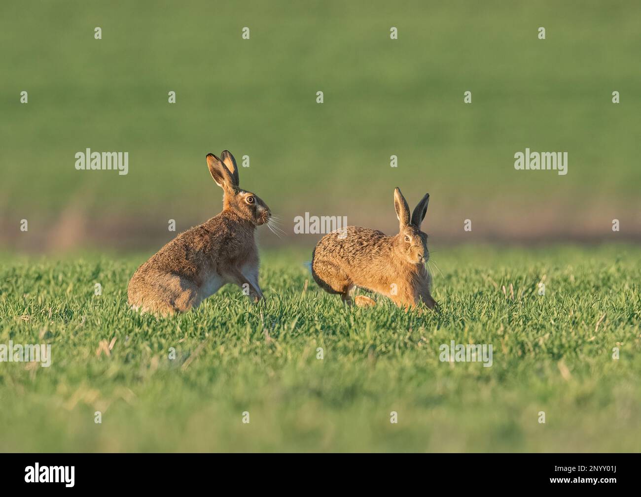 Mad march hare hi-res stock photography and images - Alamy