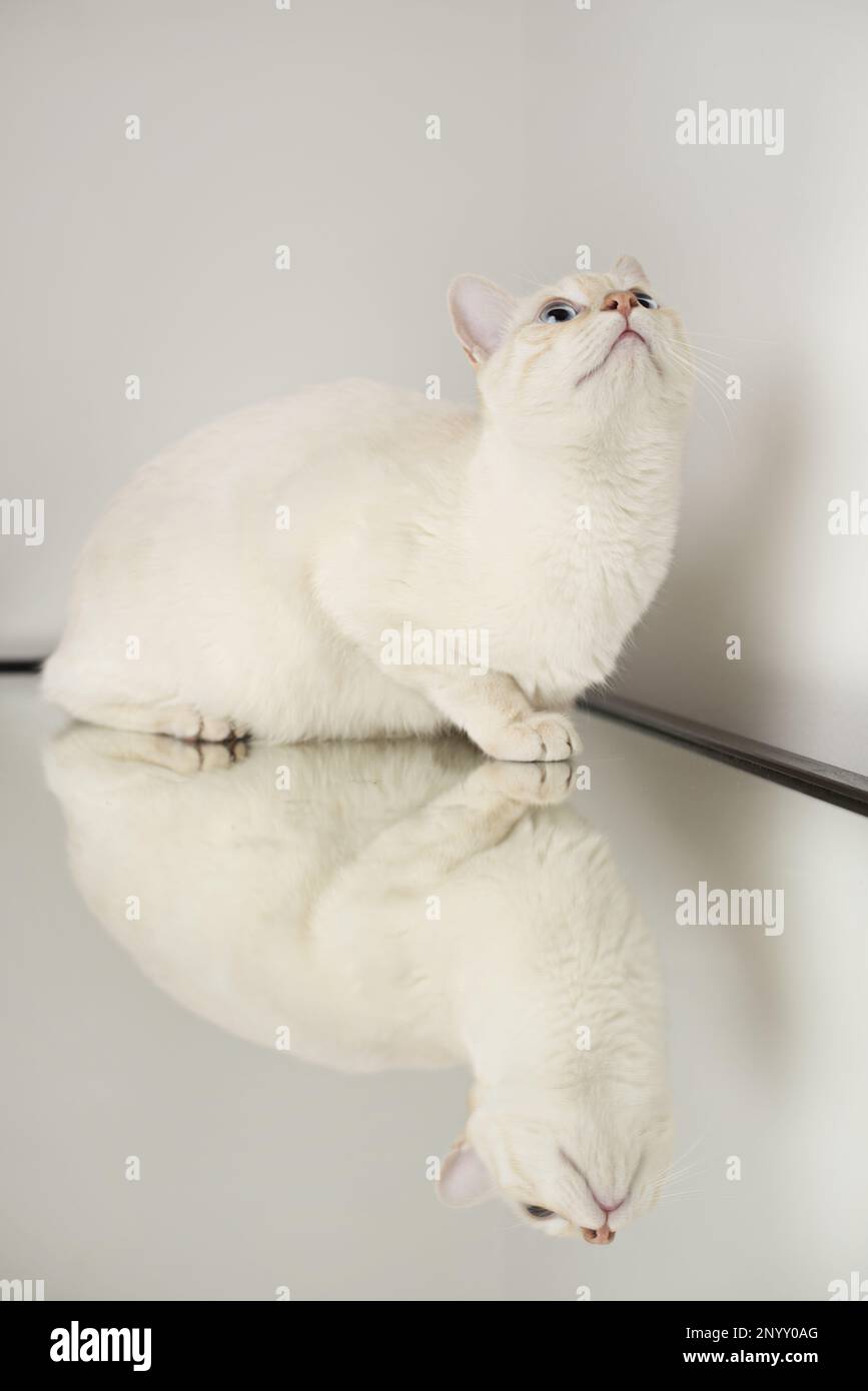 Domestic cat paw over eyes hi-res stock photography and images - Alamy