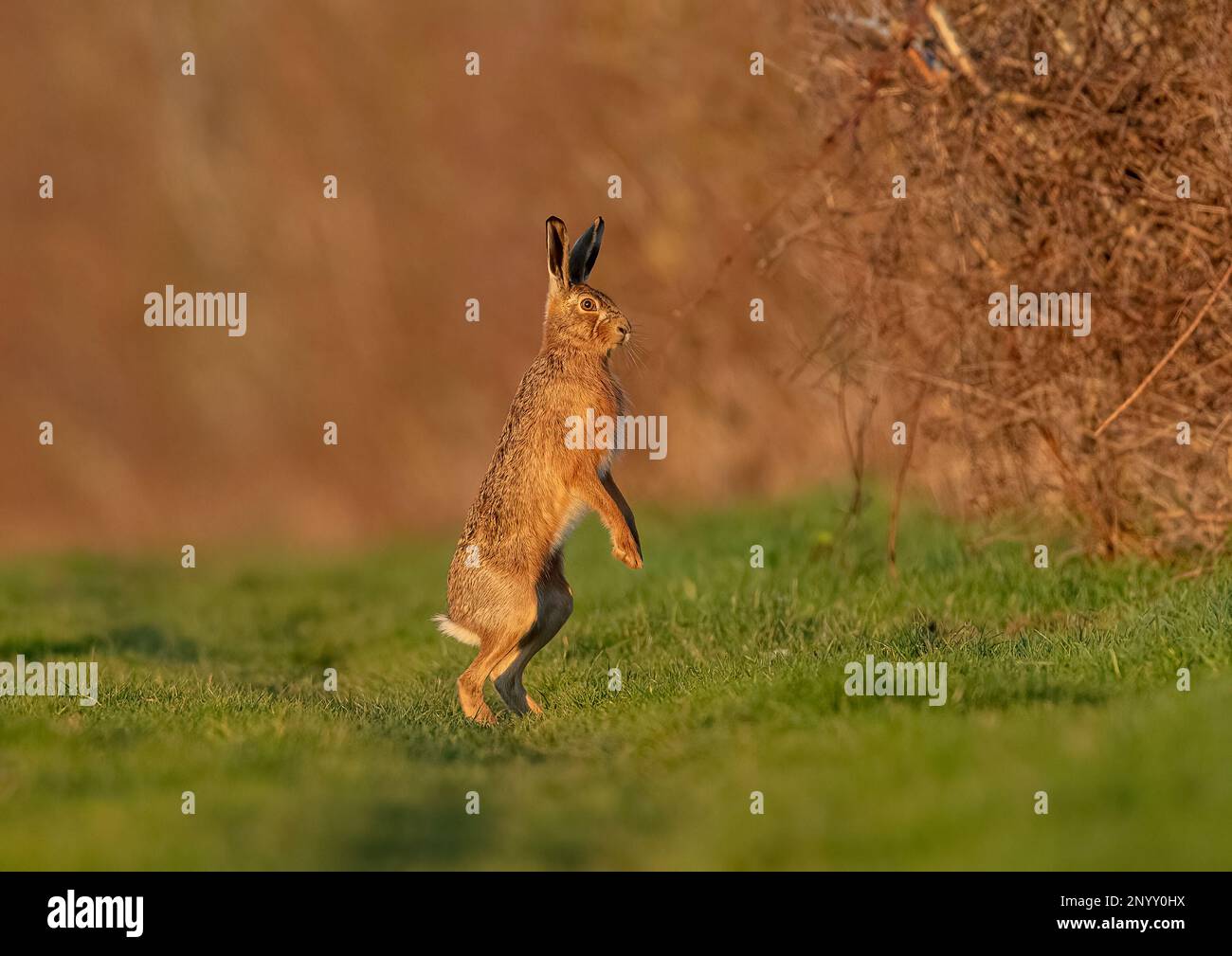 A unique landscape shot of a Brown Hare ( Lepus europaeus) standing up ...