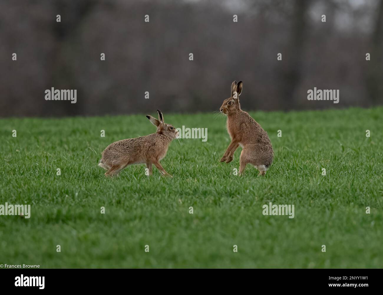 Mad march hare hi-res stock photography and images - Alamy