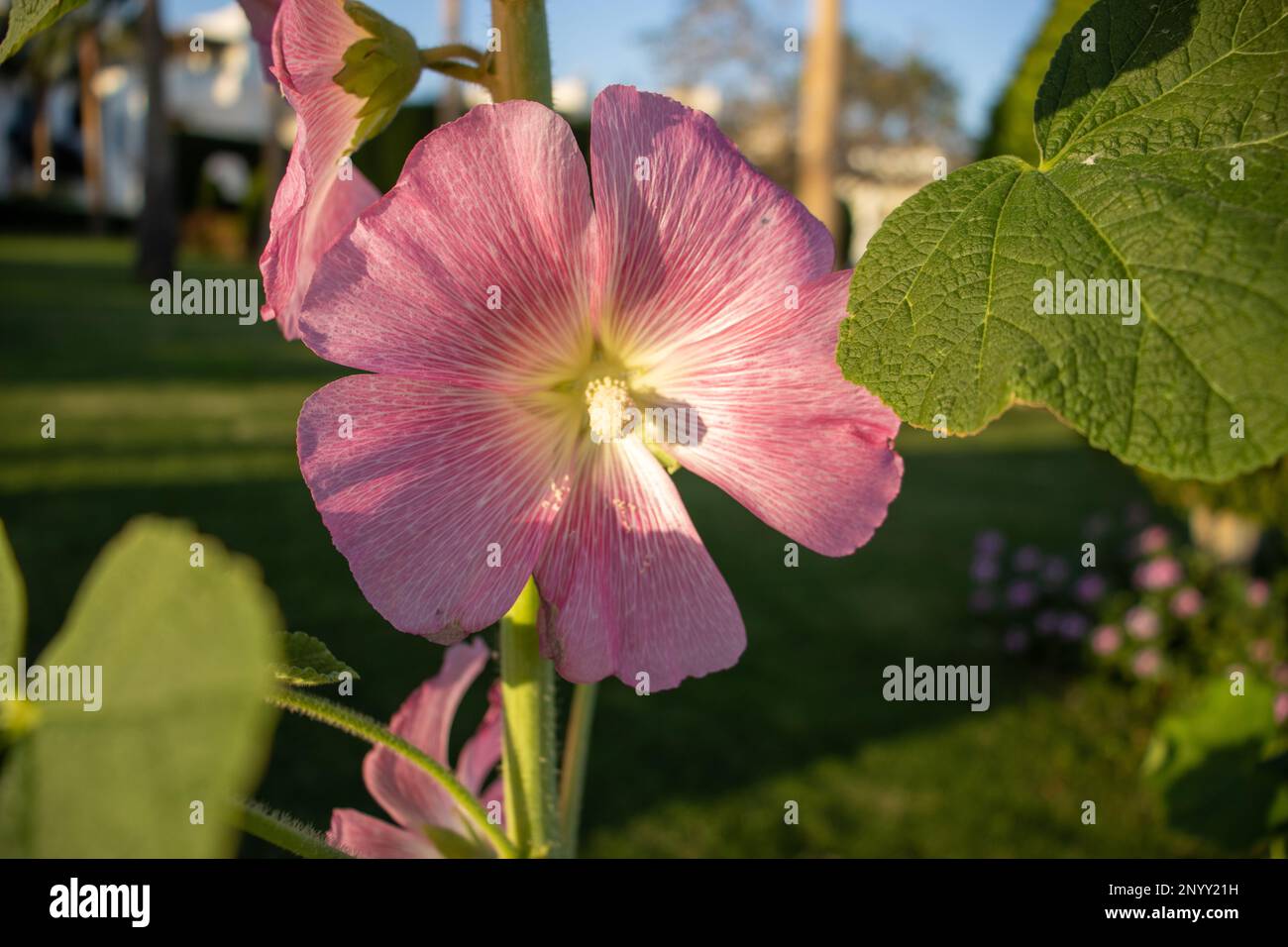 huge pink flowers of Hollyhock (Alcea species Stock Photo - Alamy