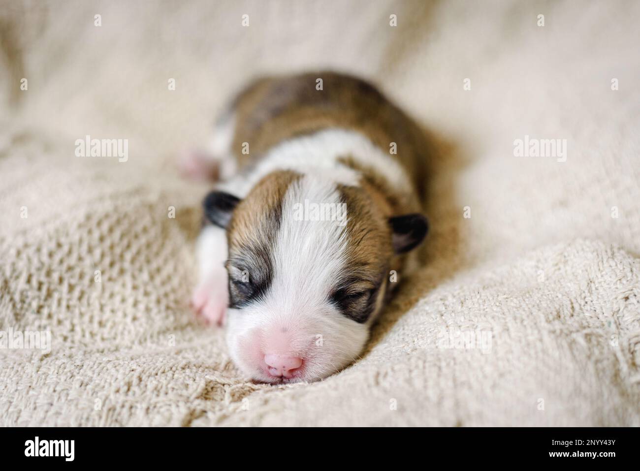 Sweet pup sleeps with pink nose and white forehead Stock Photo - Alamy