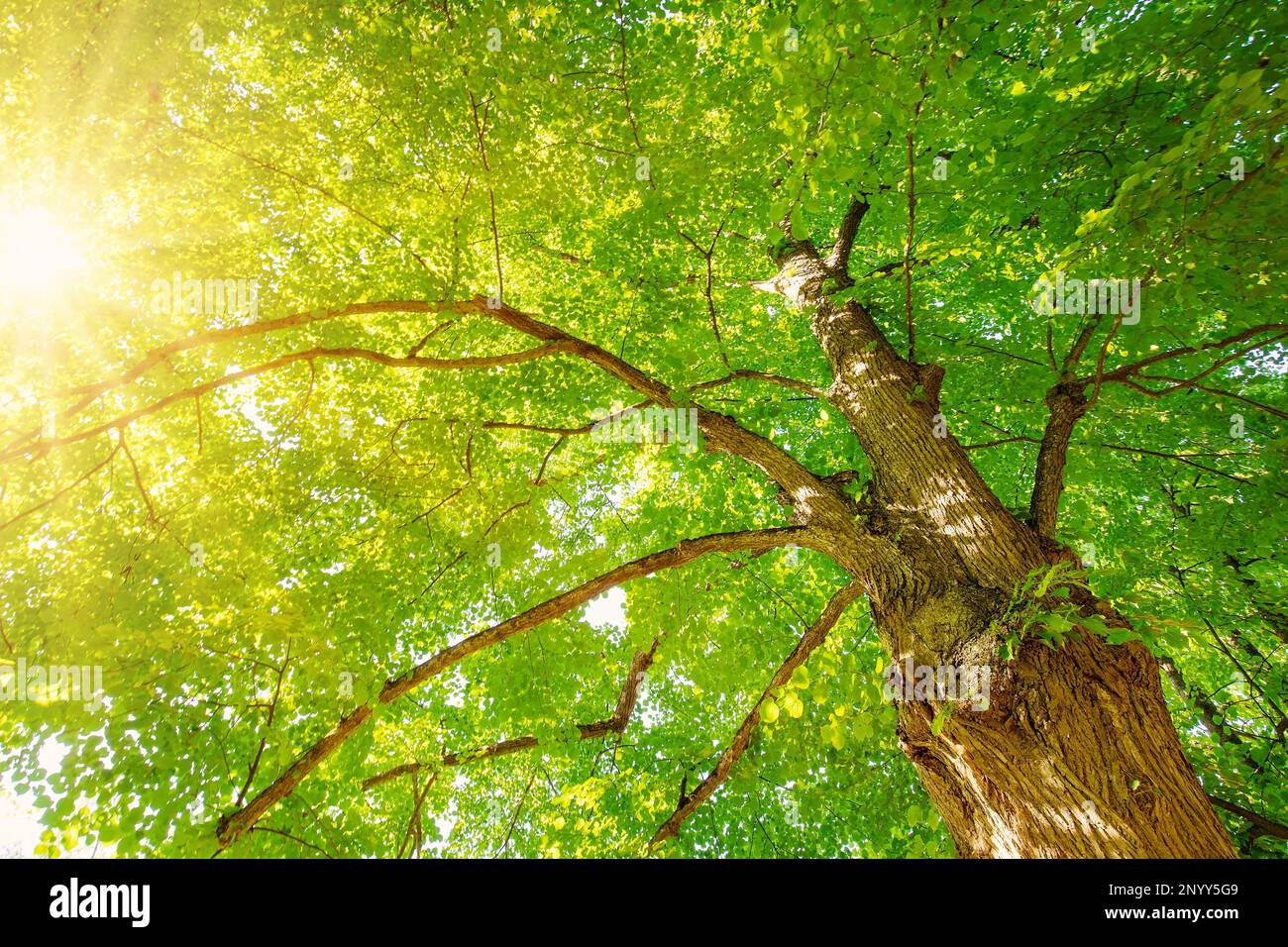 Giant linden tree's branches with fresh young foliage Stock Photo - Alamy