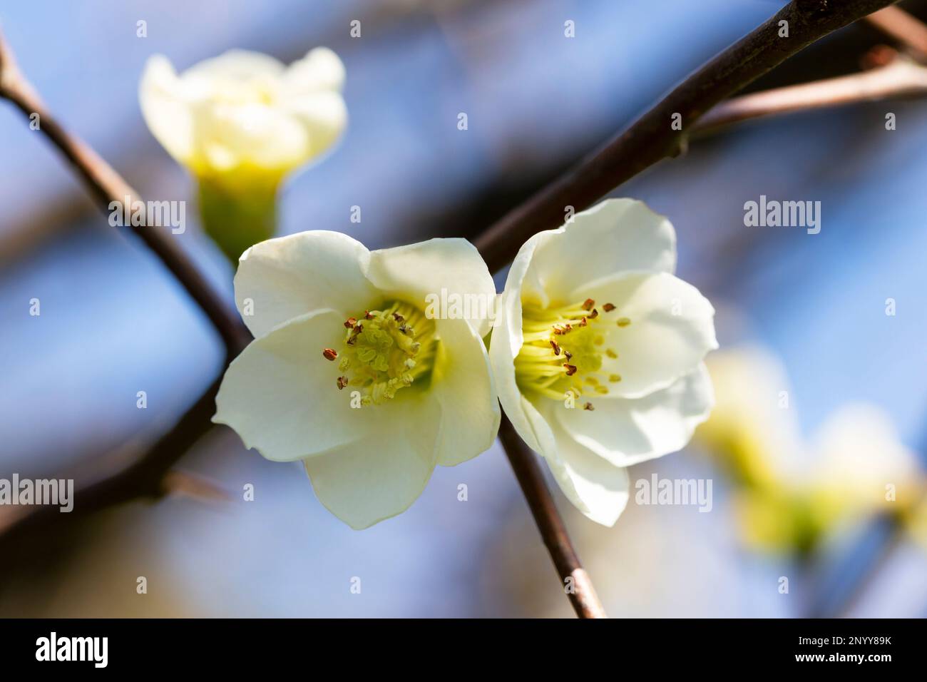 Japanese quince blossoms flowering quince shrub flower hi-res stock ...