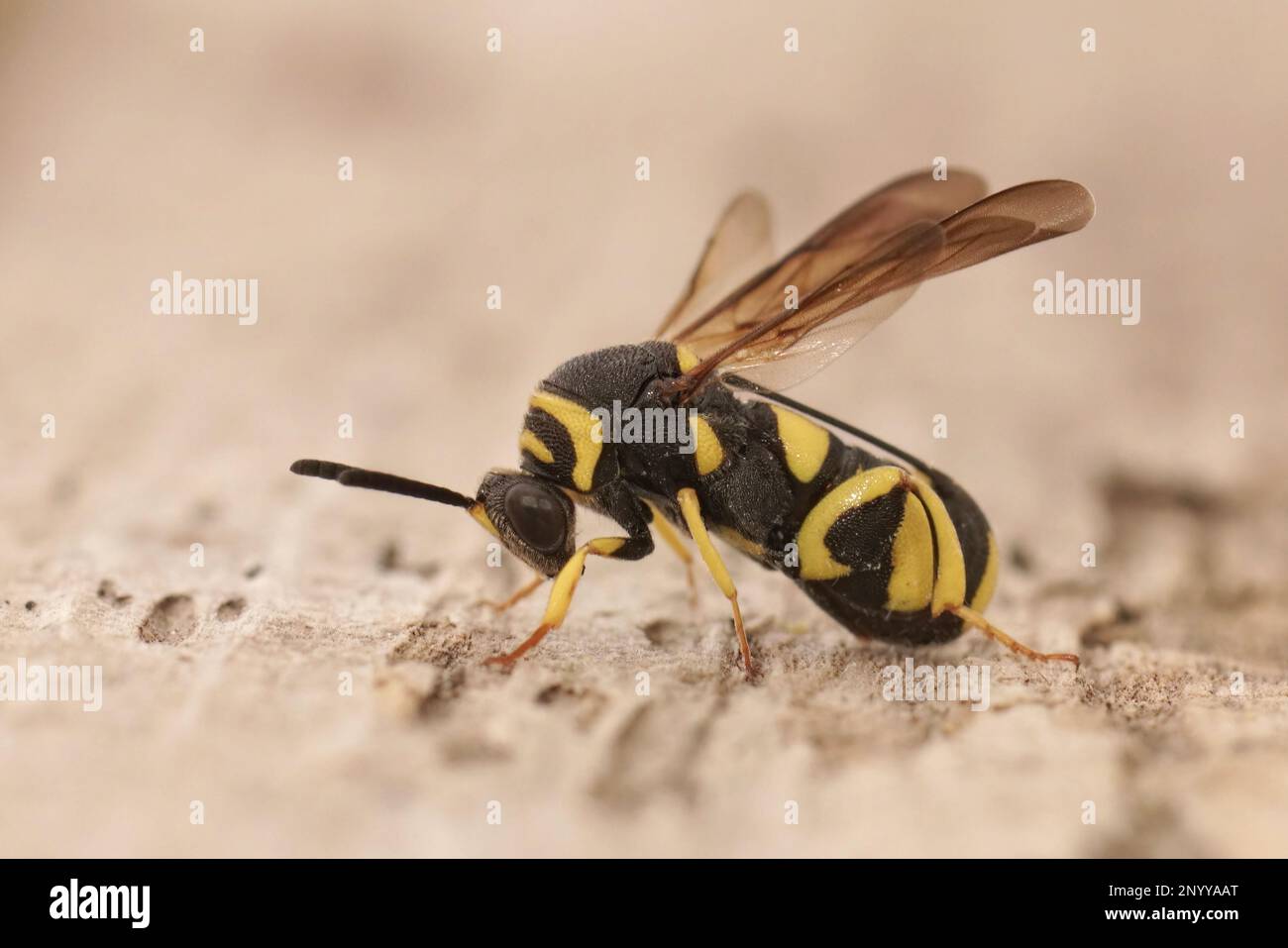 Detailed closeup on a colorful yellow black parasitic wasp, Leucospis ...