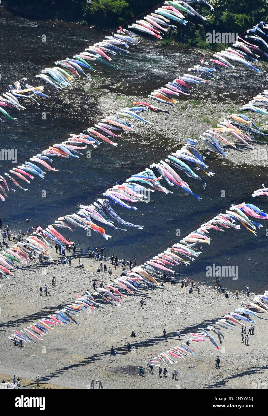Approximately 1200 koinobori, carp streamers fly over the Sagami River ...