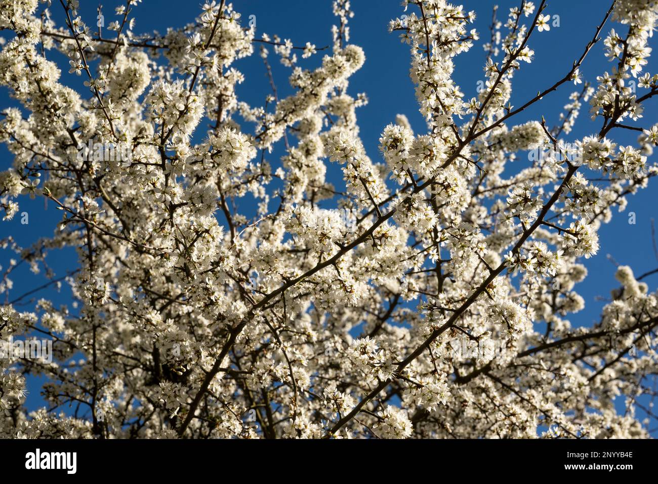 Flowering cherry tree (Prunus) in spring, with the white blossoms ...