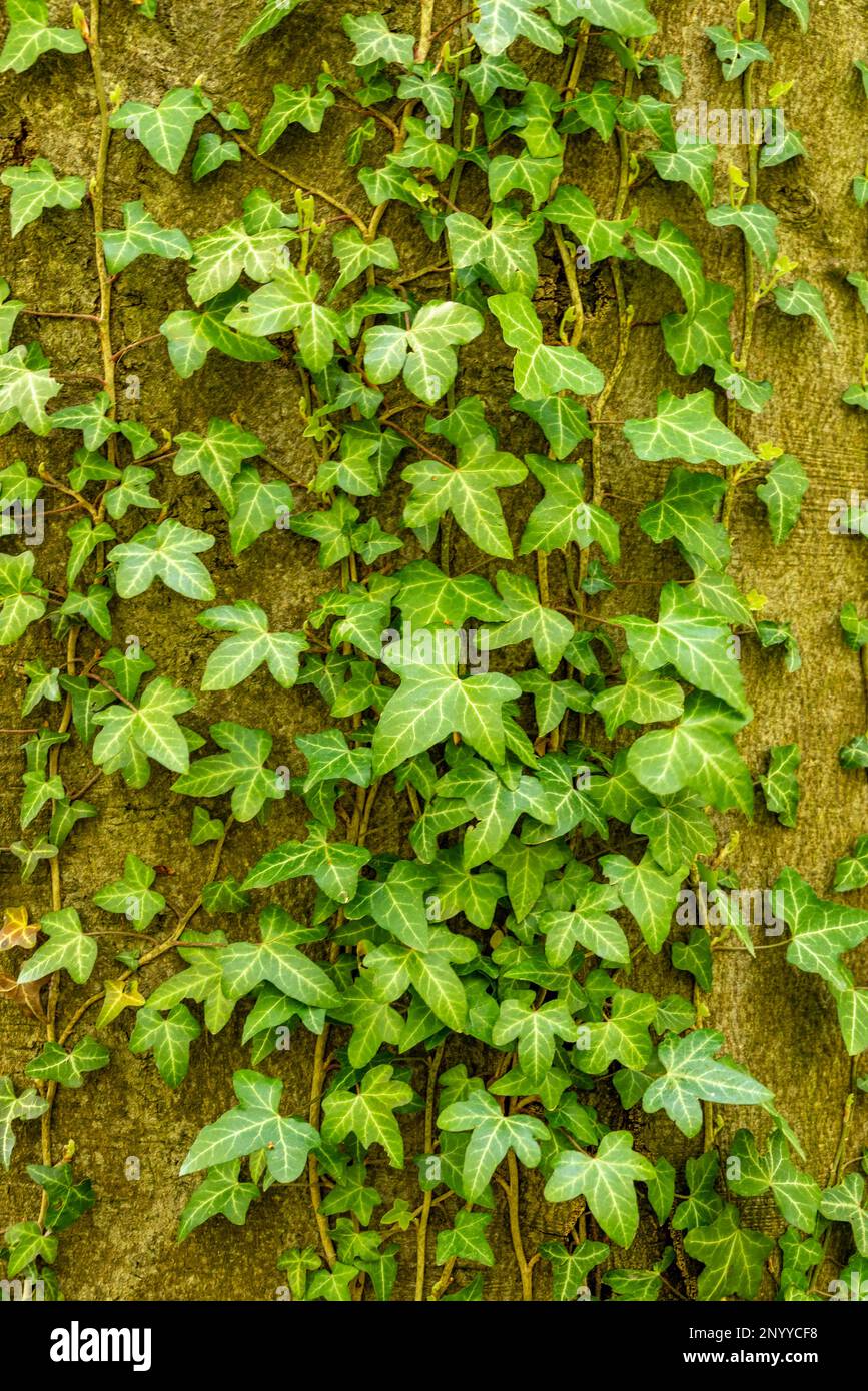 Green common ivy (Hedera helix) climbing up a tree trunk, Weserbergland ...