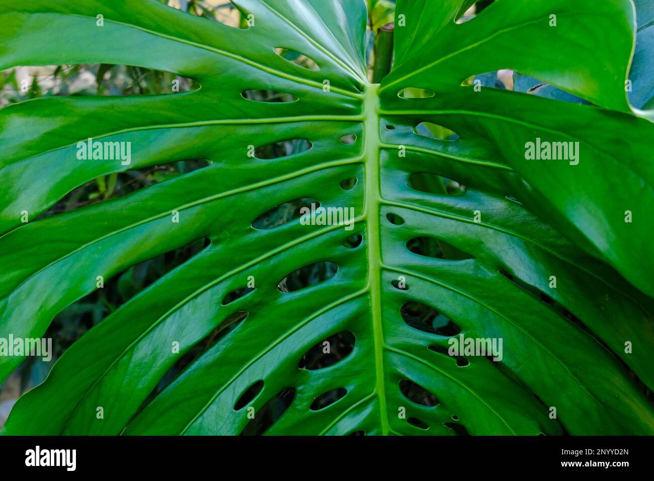 Green leaves of plant Monstera grows in wild climbing tree jungle ...