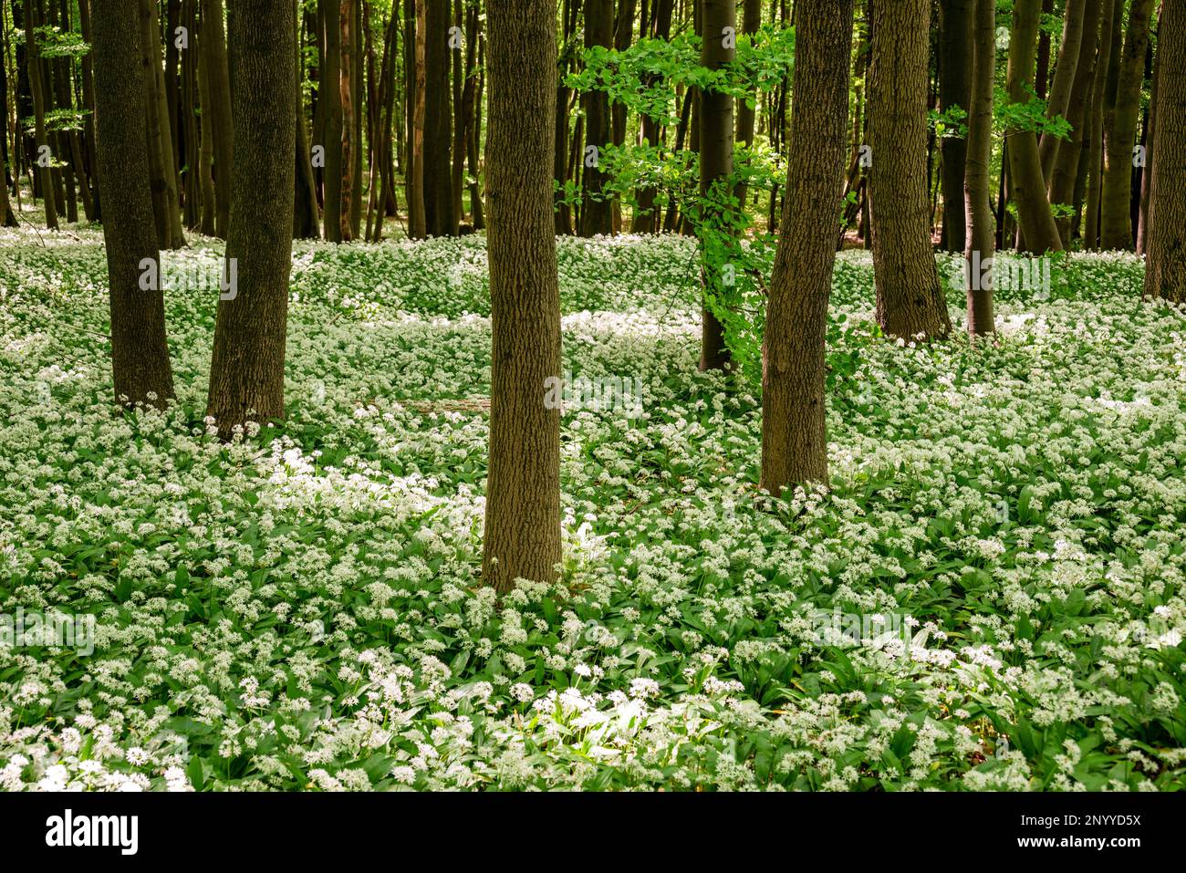 Beautiful spring forest scene with blooming ramsons (wild garlic) all ...