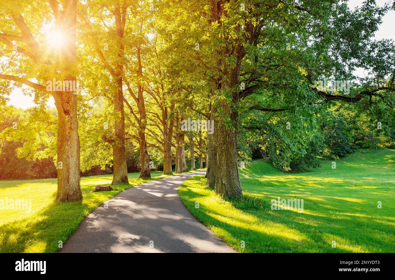 Beautiful background of the path in public park with old oak trees ...
