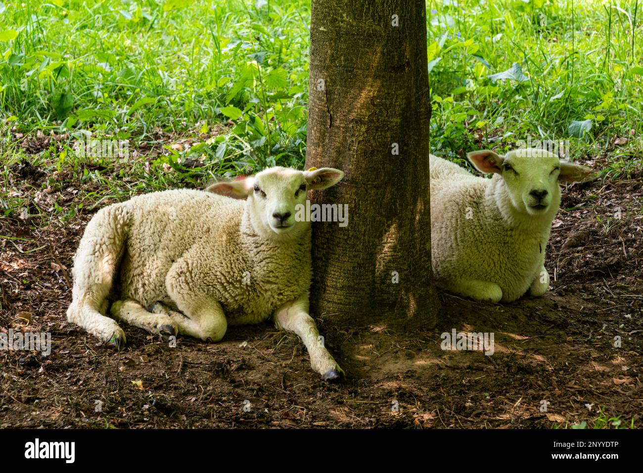 Two young sheep resting in the shadow underneath a tree. Both lambs are looking into the ...