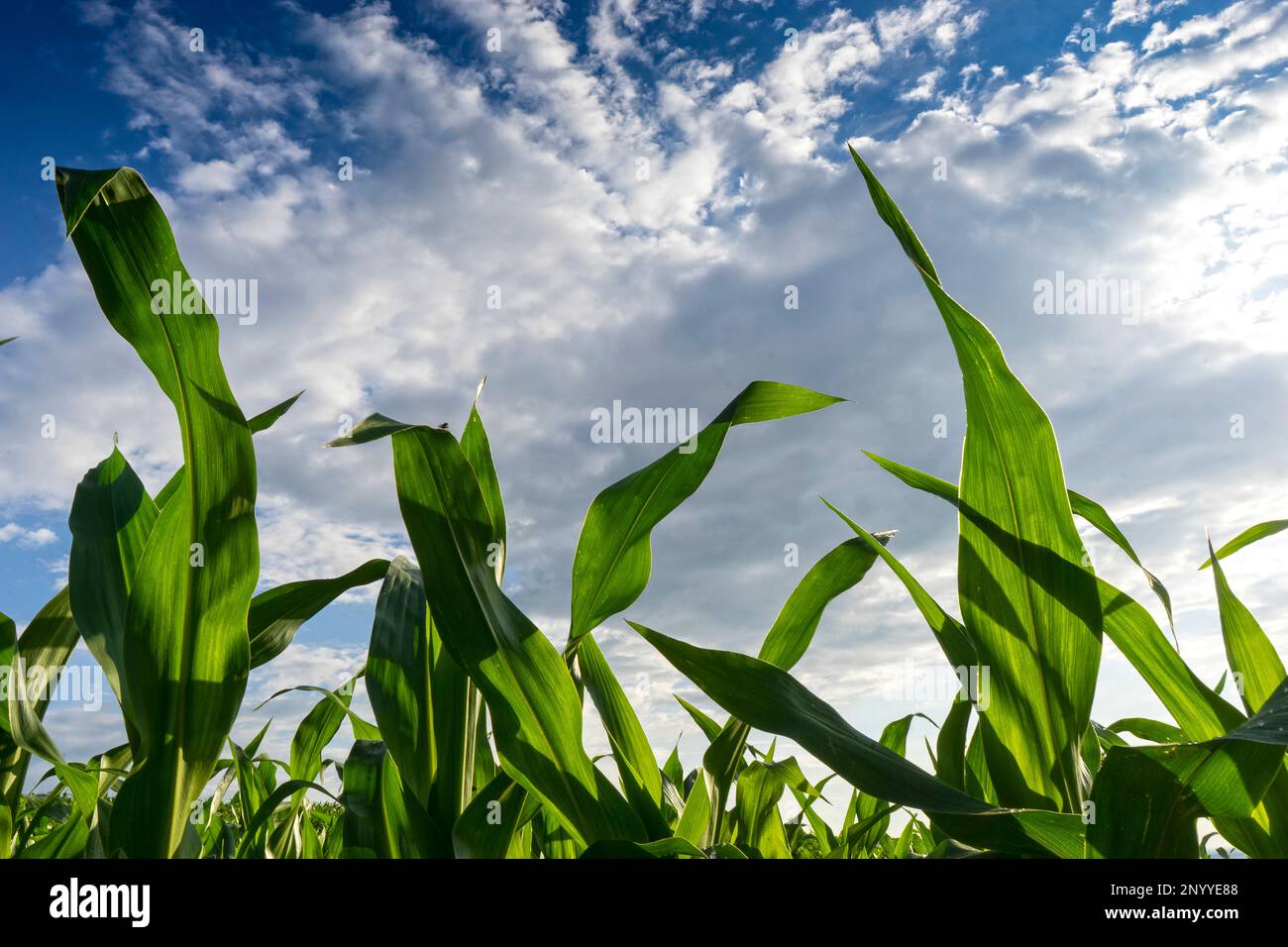 cultivation of corn Stock Photo - Alamy