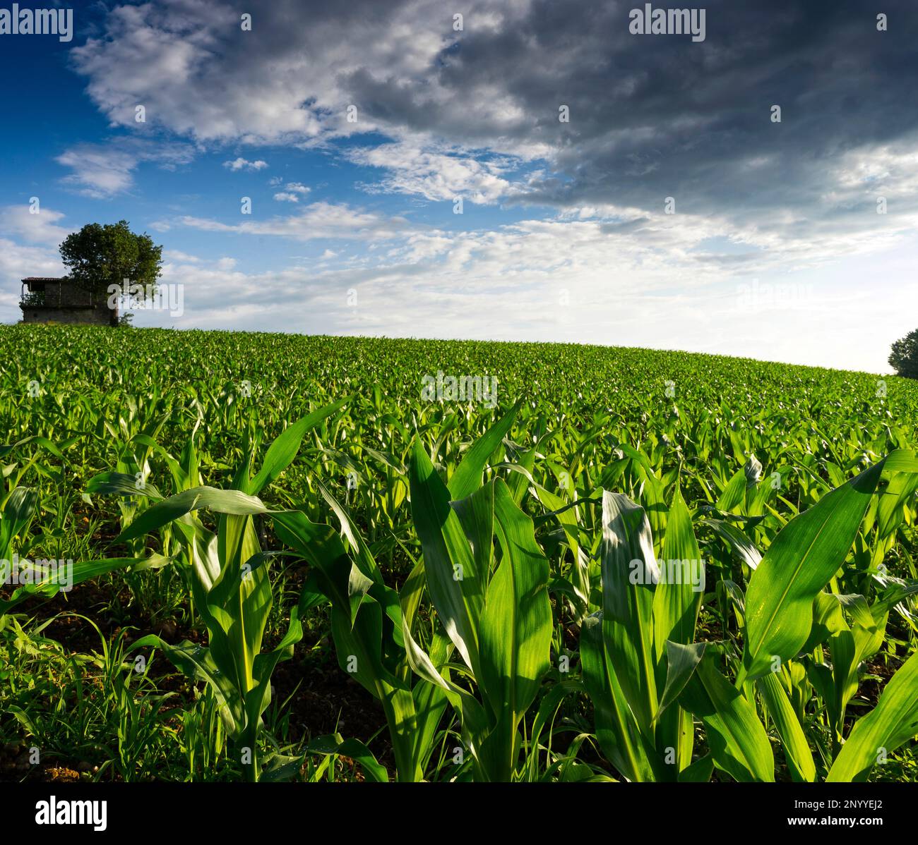 Cultivation of corn Stock Photo - Alamy