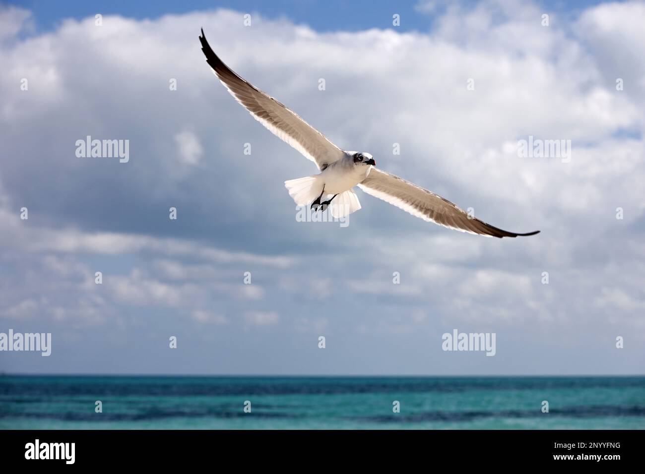 Seagull flying over sea waves on background of blue sky with white ...