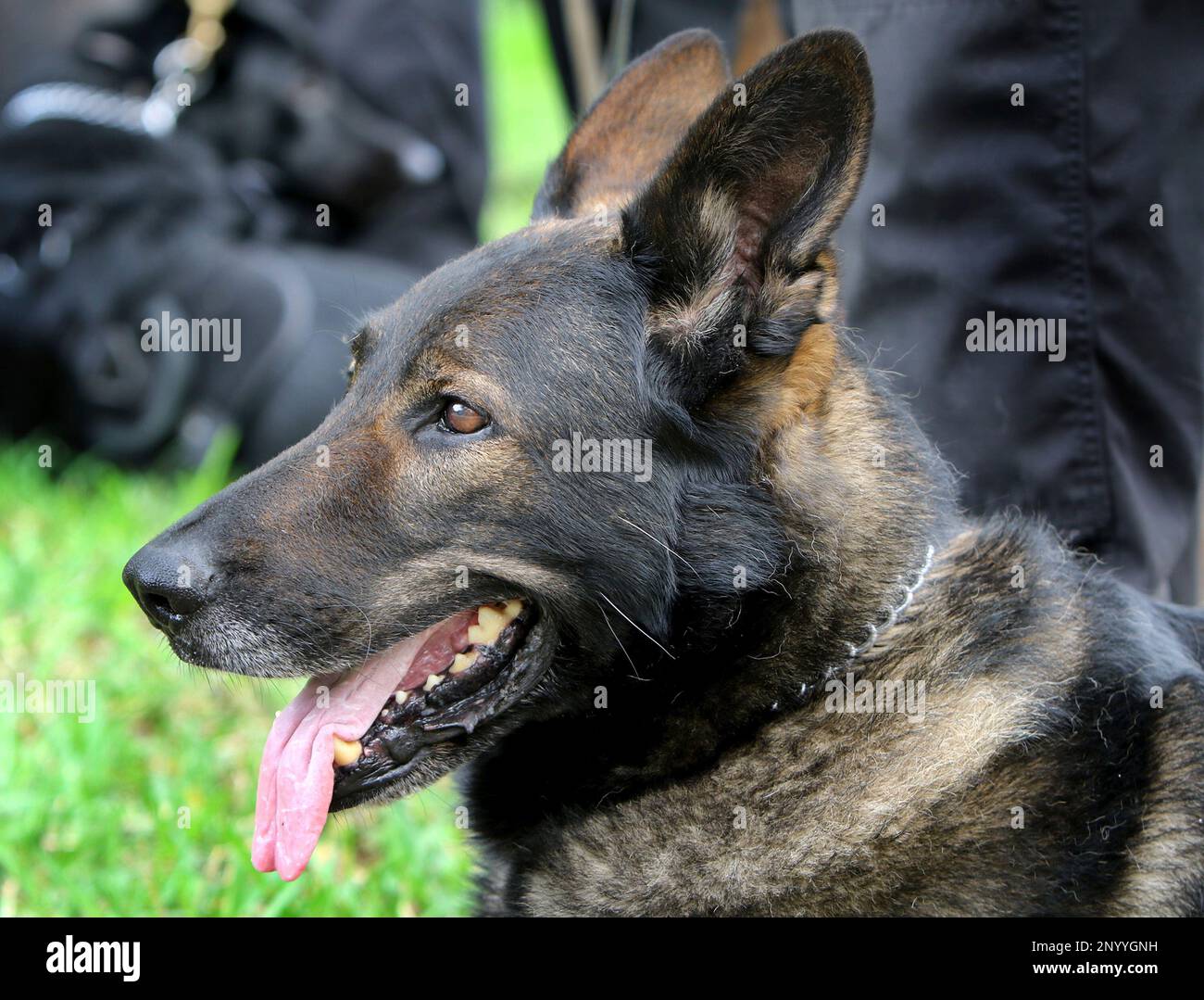 Hondo, a K-9 police dog with the Pinellas County Sheriff's Office ...