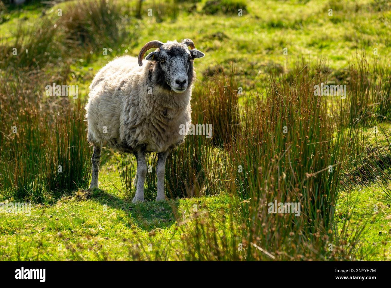 Single sheep on a green meadow surrounded by clumps of tall grass ...