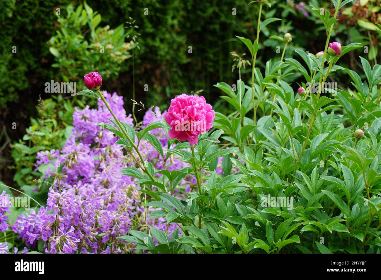 Bright red peonies close hi-res stock photography and images - Alamy
