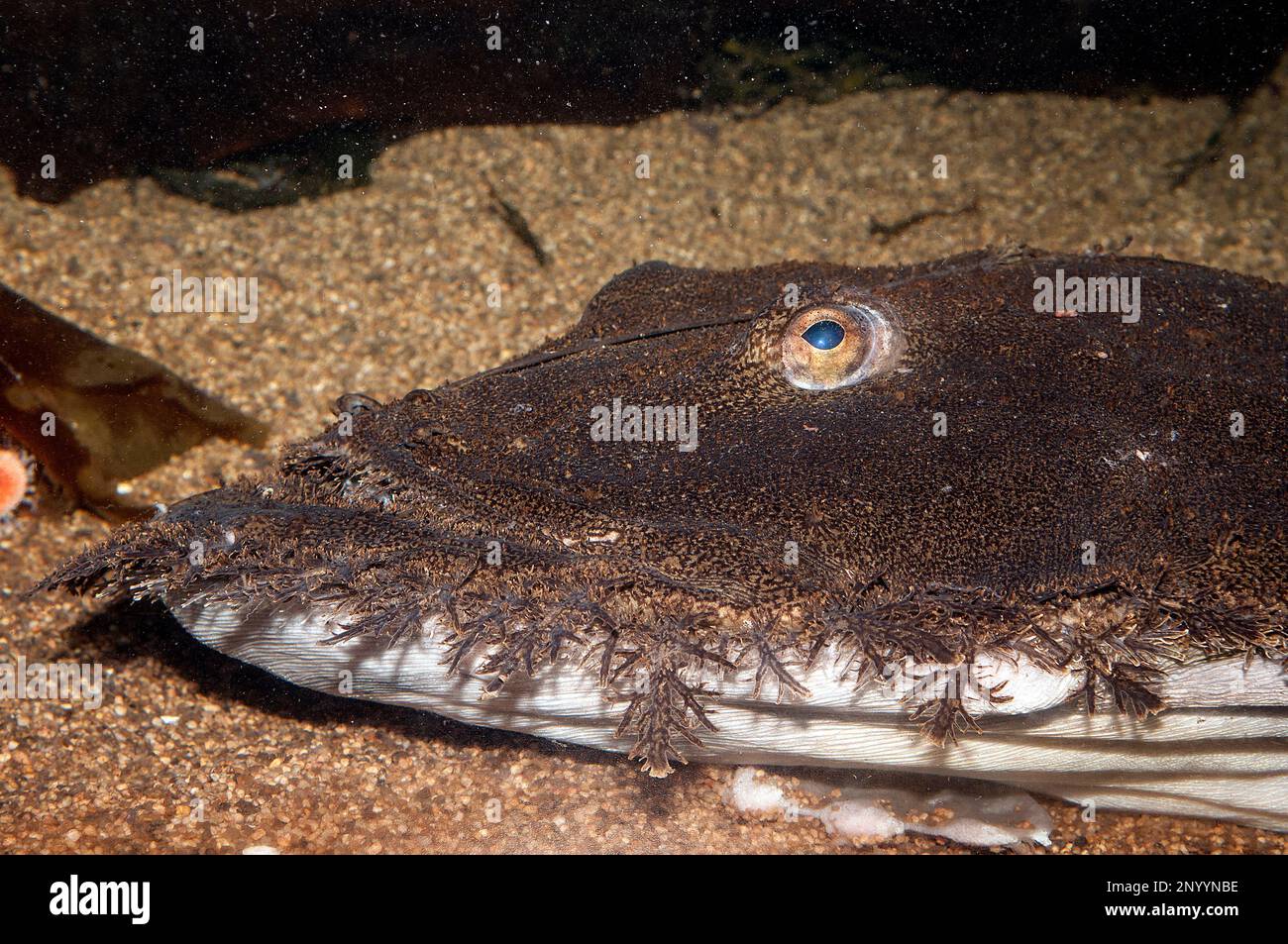 Goosefish hi-res stock photography and images - Alamy