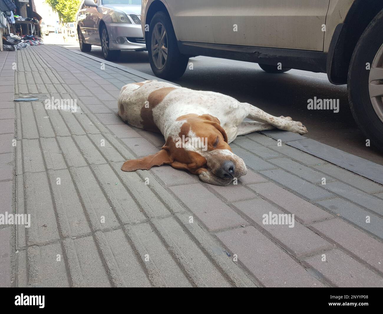 White and ginger dog hi-res stock photography and images - Alamy