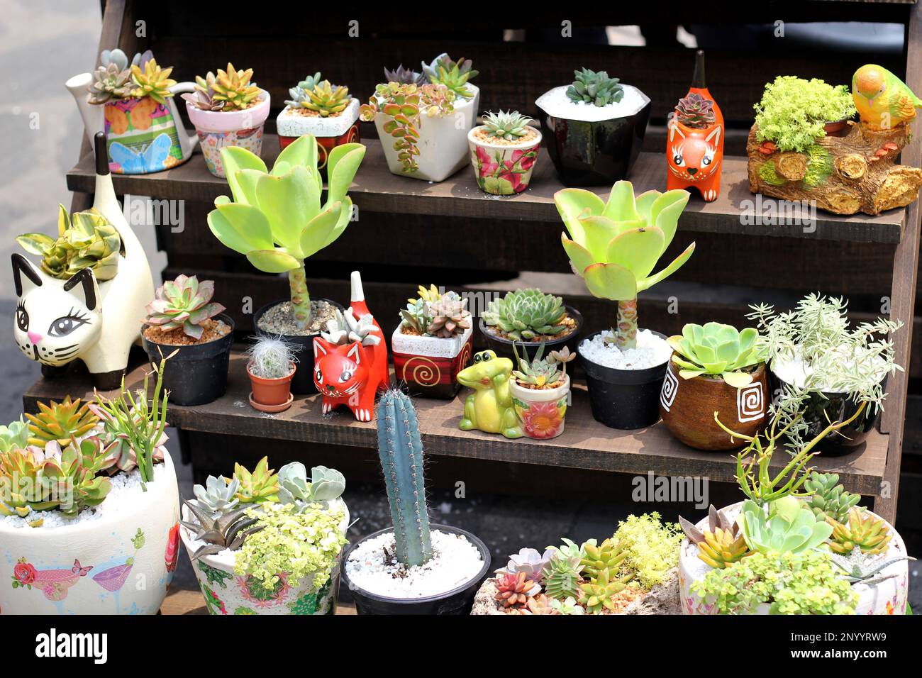 Assorted succulents in different pots for home and garden decoration ...