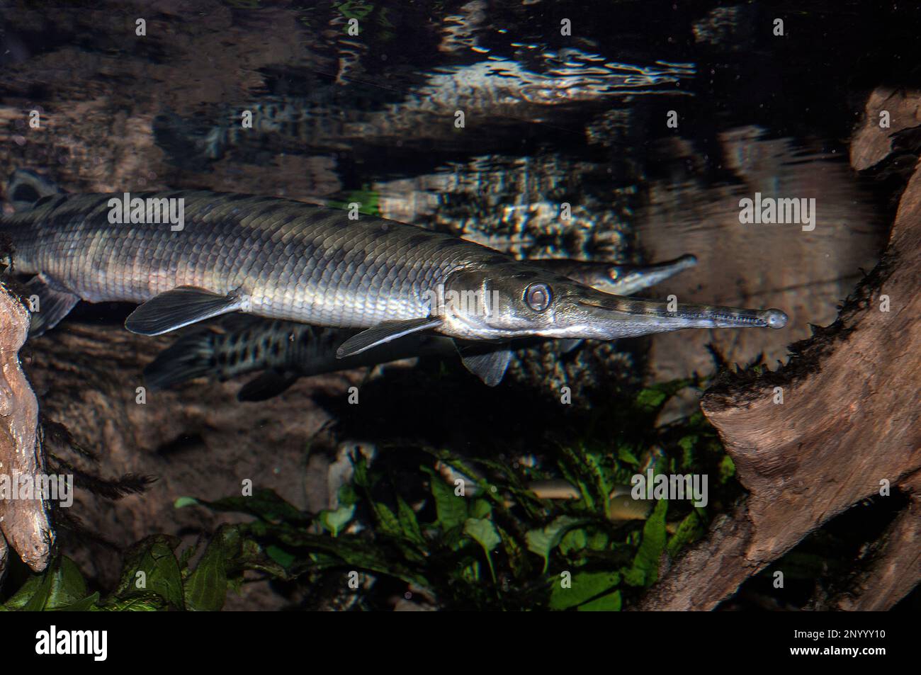 Longnose Gar hiding in submerged vegetation full body view Stock Photo ...