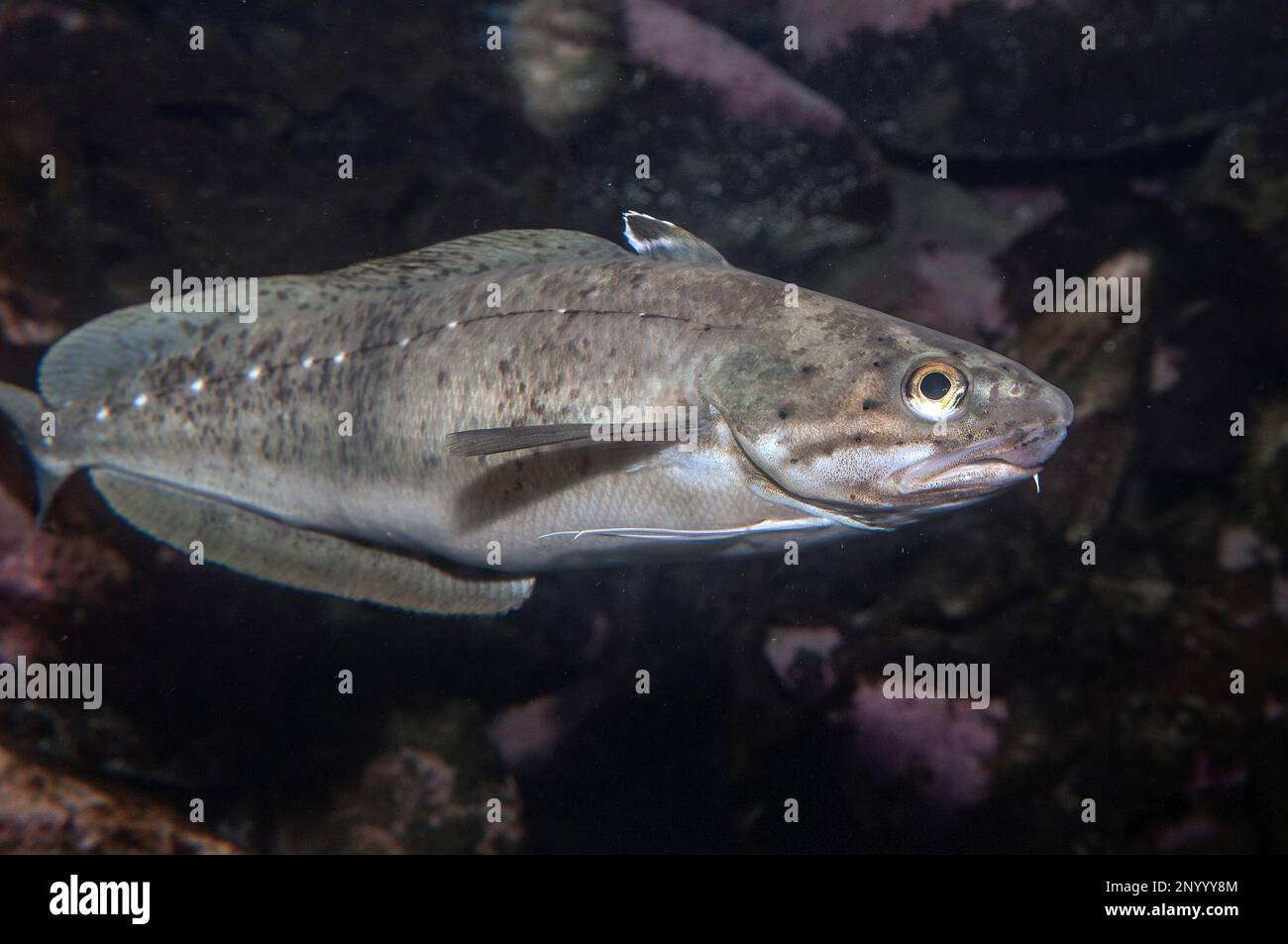 Spotted Hake swimming right full body view Stock Photo - Alamy