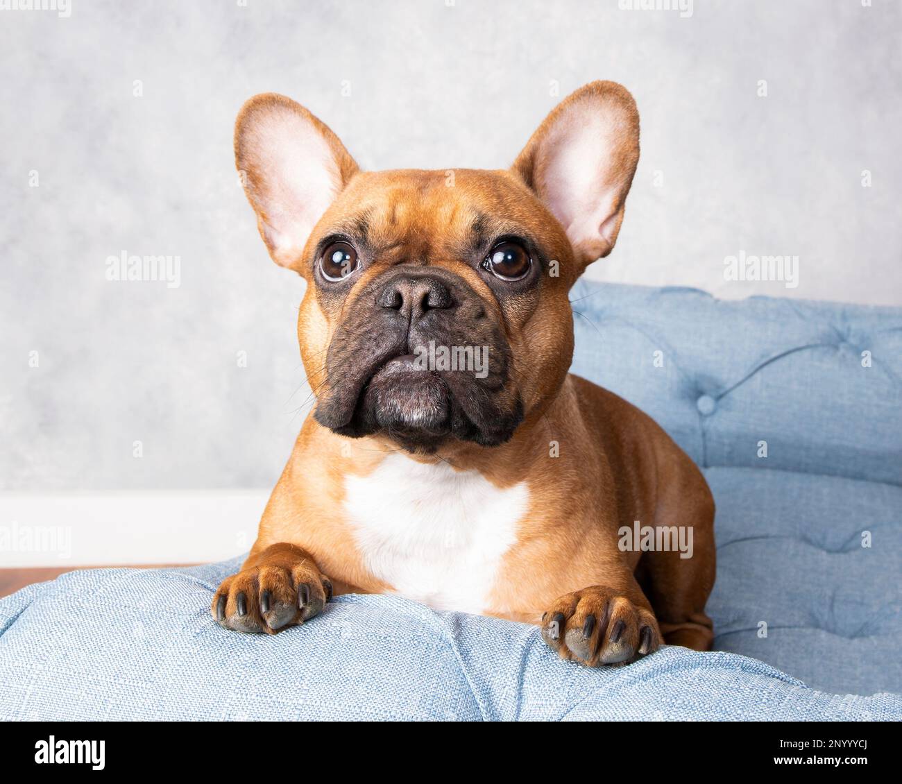 Red Sable French Bulldog