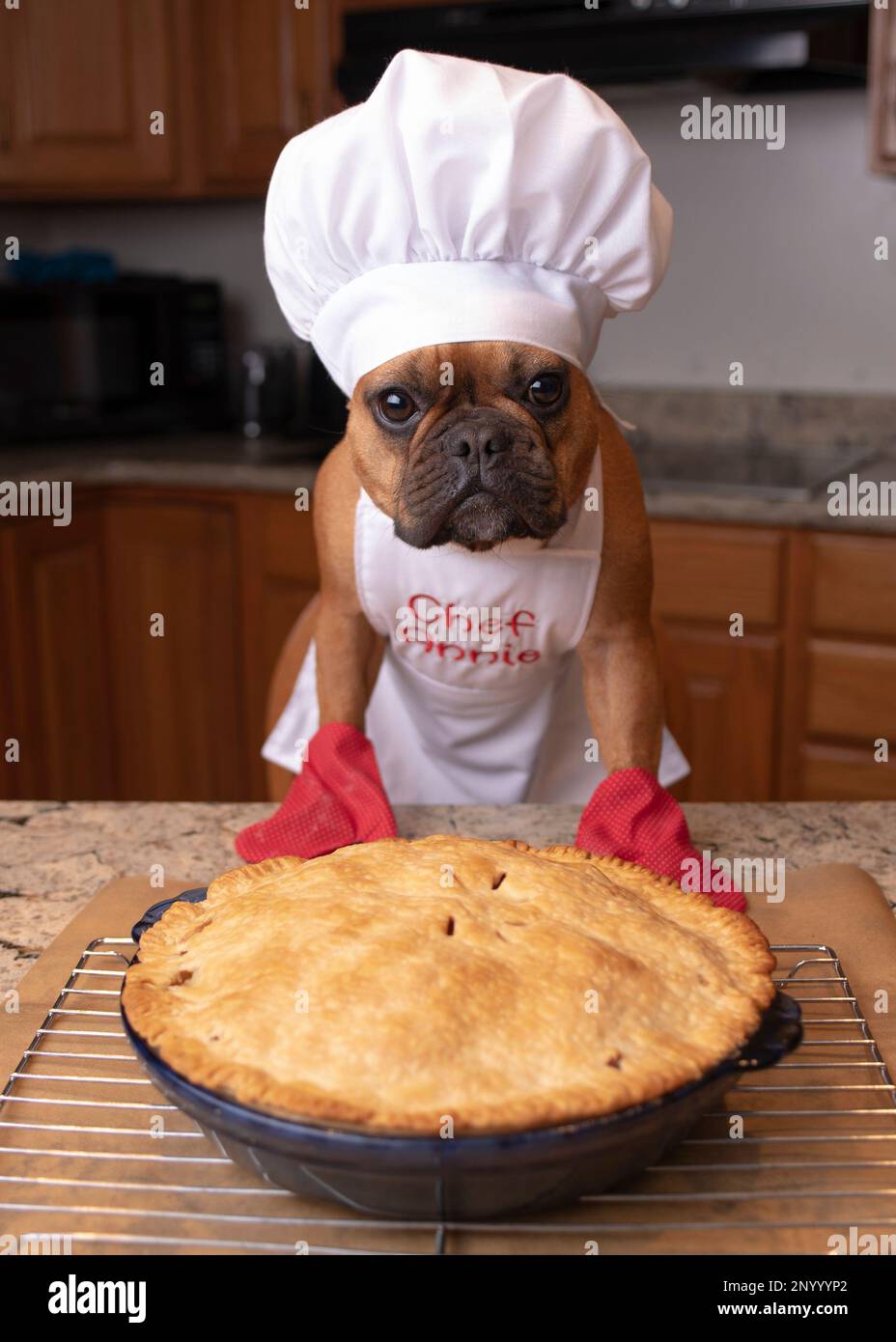 Red fawn french bulldog wearing white bakers cap with apron and baking ...