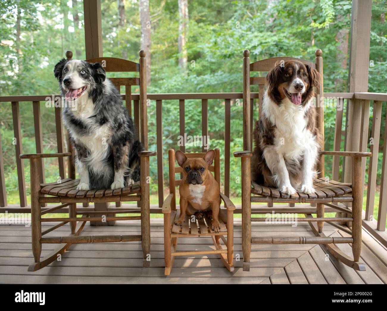 Two australian shepherds and one french bulldog sitting on rocking ...