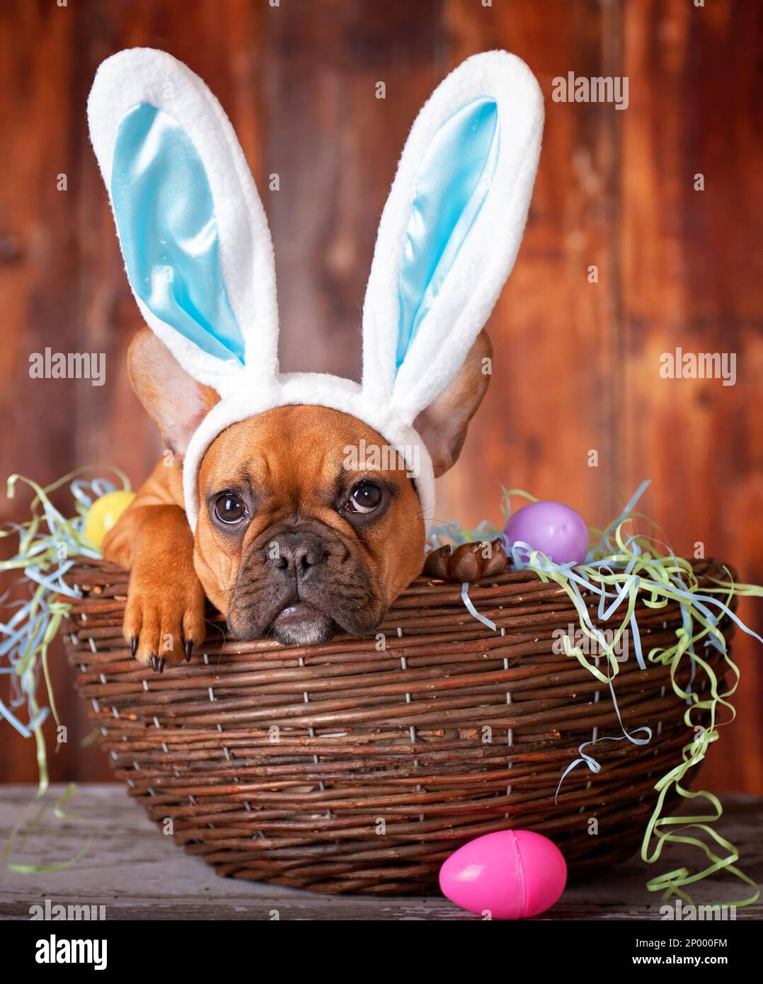 French bulldog wearing bunny ears sitting in a basktet Stock Photo - Alamy