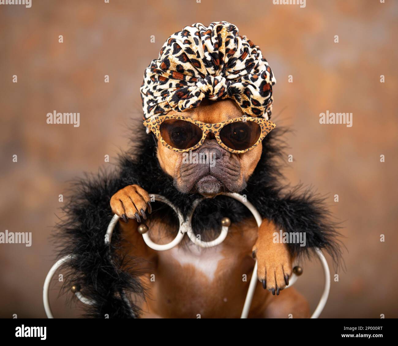 Red fawn french bulldog with black mask dressed in leopard print ...