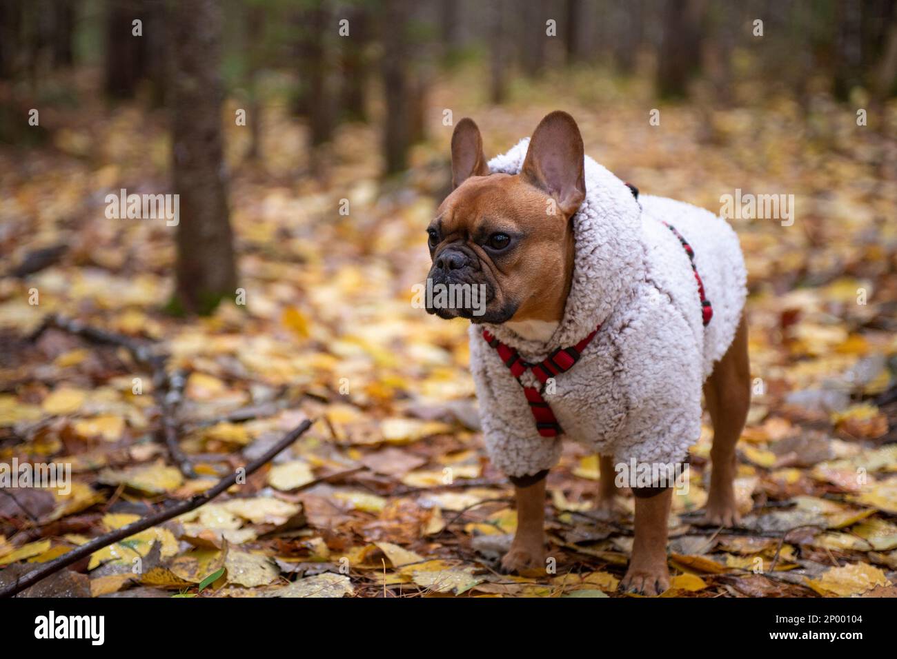 Red fawn french bulldog wearing fluffy hoodie and harness walking ...