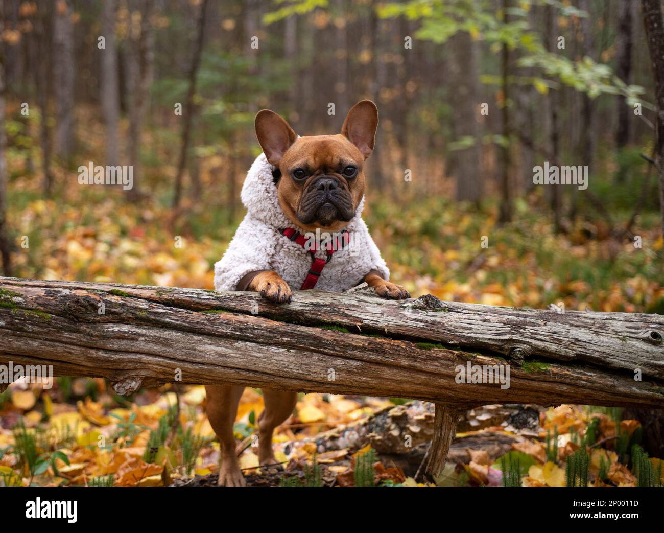 Red fawn french bulldog wearing hoodie leaning on downed tree in the ...