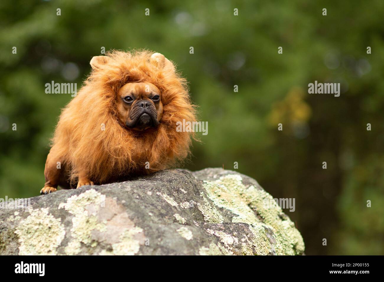 Red fawn french bulldog wearing lions mane standing on rock outdoors ...
