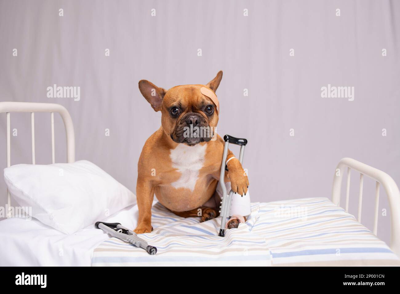 Red fawn french bulldog in white hospital like bed with bandages and ...