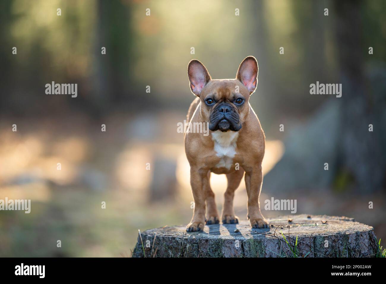 Red fawn french bulldog standing on tree stump with natural bokeh ...