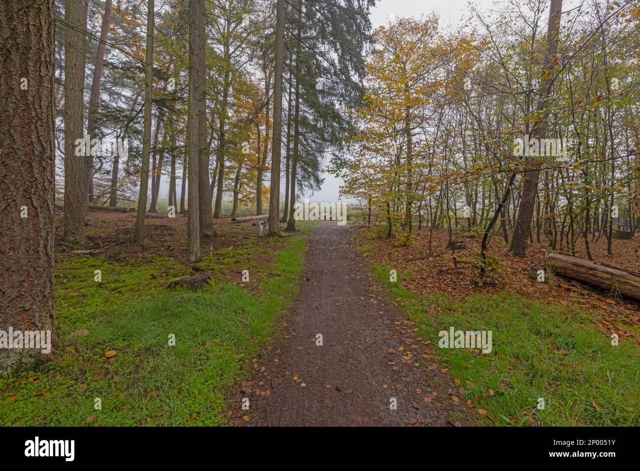 Impression from a colorful autumnal forest on a foggy day in October ...