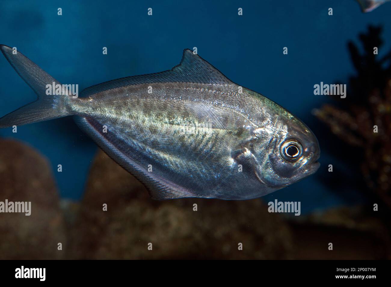 American butterfish hi-res stock photography and images - Alamy